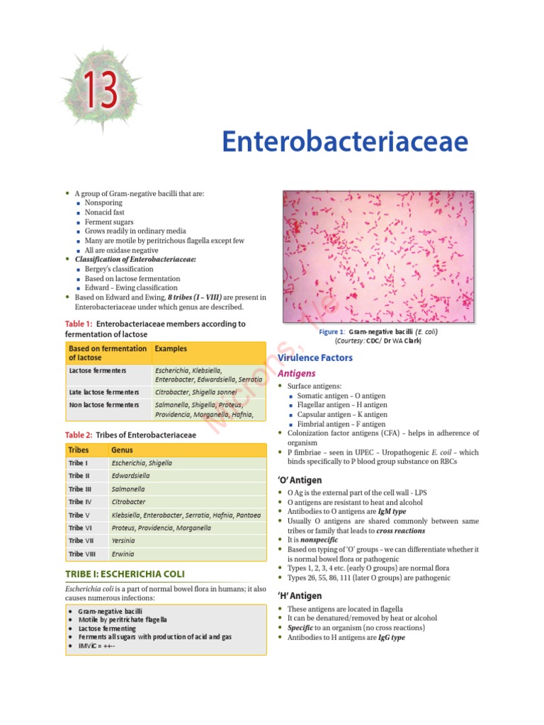 Enterobacteriaceae: Table 1 | PDF | Salmonella | Escherichia Coli