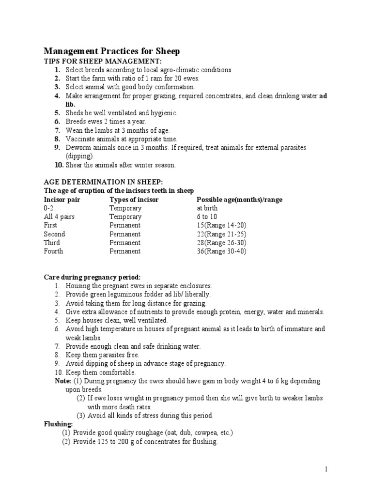 Sheep Managements | PDF | Sheep | Testicle