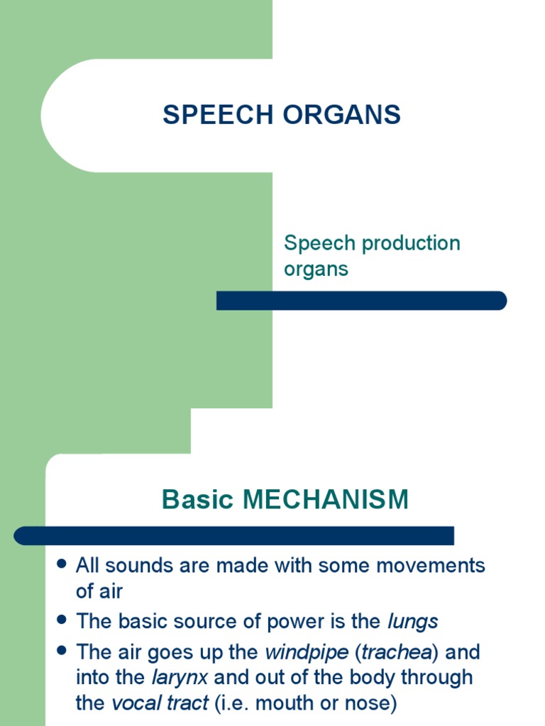 Speech Production Organs | PDF | Animal Anatomy | Phonetics