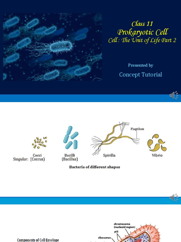 Class 11: Prokaryotic Cell | PDF | Bacteria | Gram Positive Bacteria