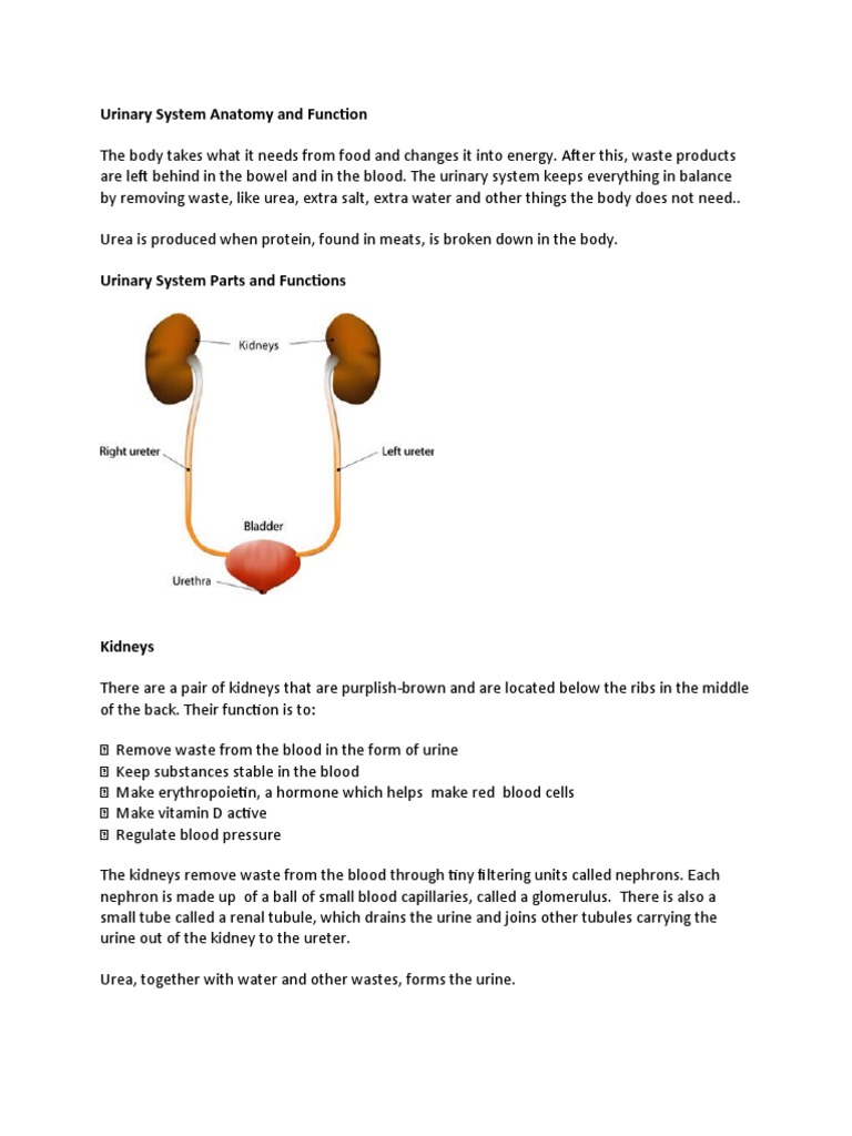 Anatomy of Urinary Syste | PDF | Wellness