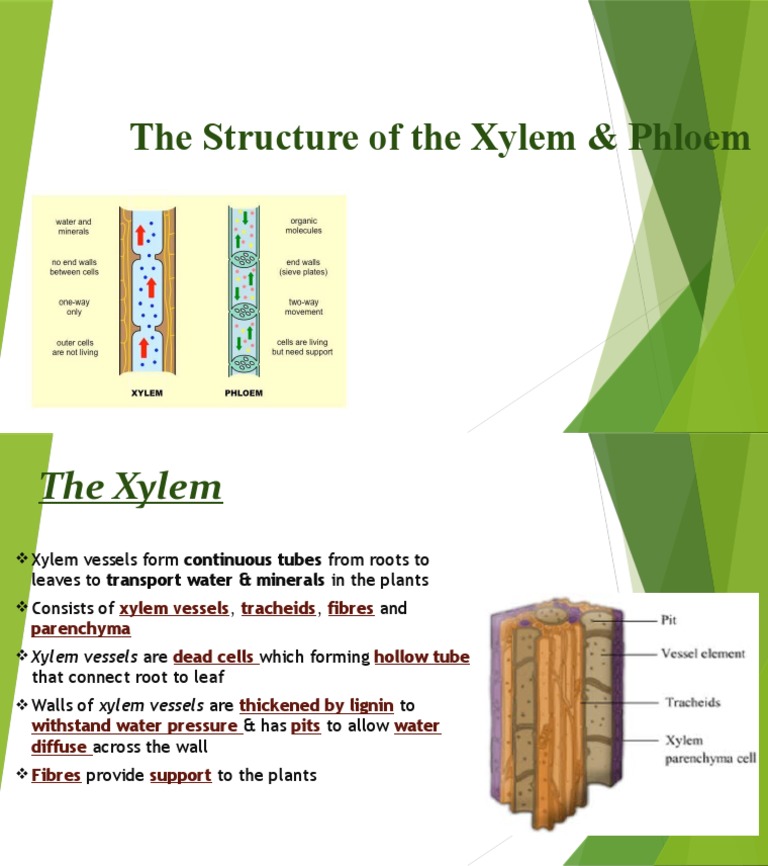 The Structure of The Xylem & Phloem | PDF | Science & Mathematics