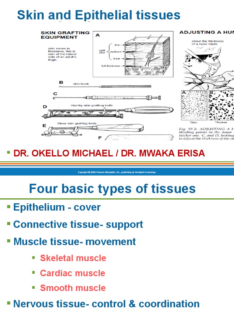 Skin and Epithelial Tissues: Dr. Okello Michael / Dr. Mwaka Erisa | PDF ...