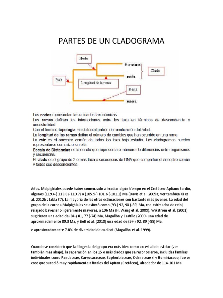 Partes de Un Cladograma | PDF | Organismos | Biología