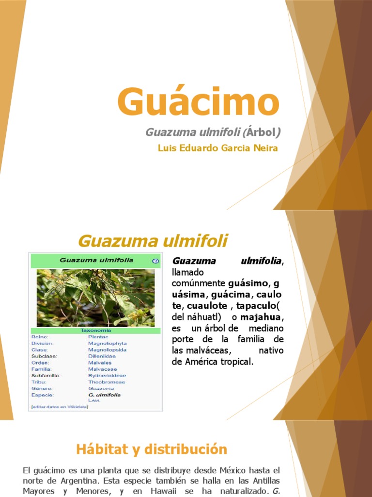 Guácimo | PDF | Carbohidratos | Los bosques