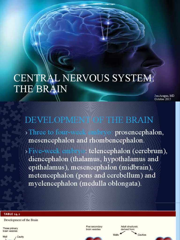 Anatomy and Functions of the Central Nervous System | PDF | Brainstem ...
