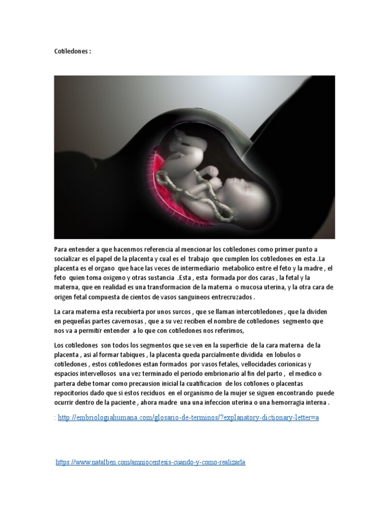 Cotiledones | PDF | Placenta | Parto