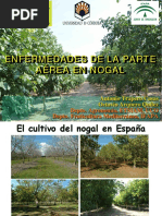 Morfología de Frutos: Silicua y Cipsela | PDF | Fruta | Morfología Vegetal