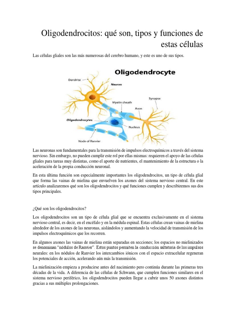 Oligodendrocitos PDF | PDF | Axon | Mielina