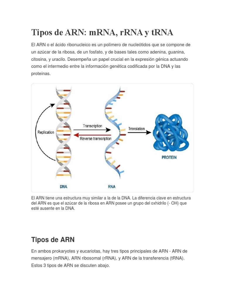 Tipos de ARN | PDF | Rna | Messenger Rna