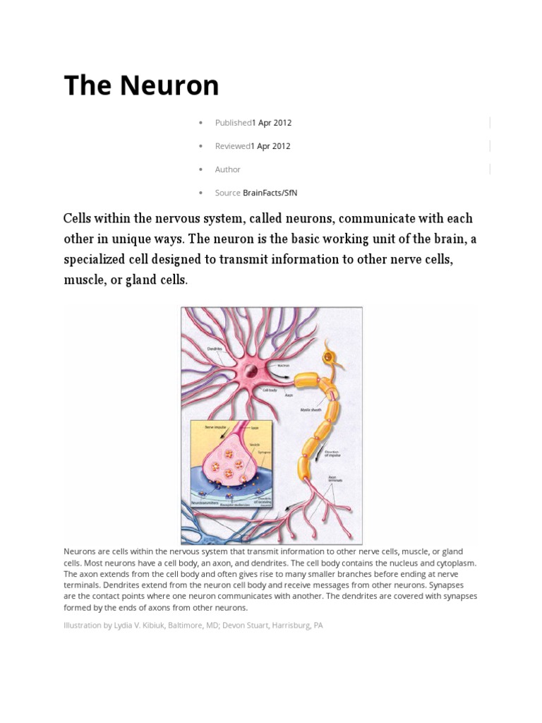 The Neuron: Published Reviewed Author Source | PDF | Neuron | Axon