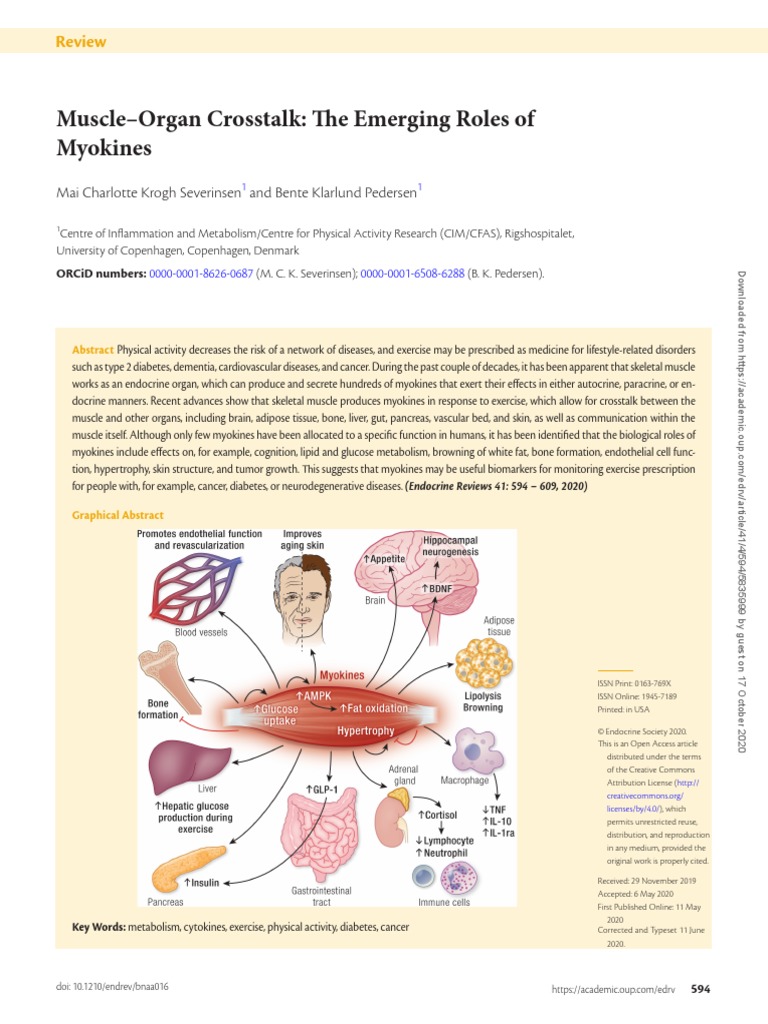 Muscle-Organ Crosstalk: The Emerging Roles of Myokines: Review | PDF ...