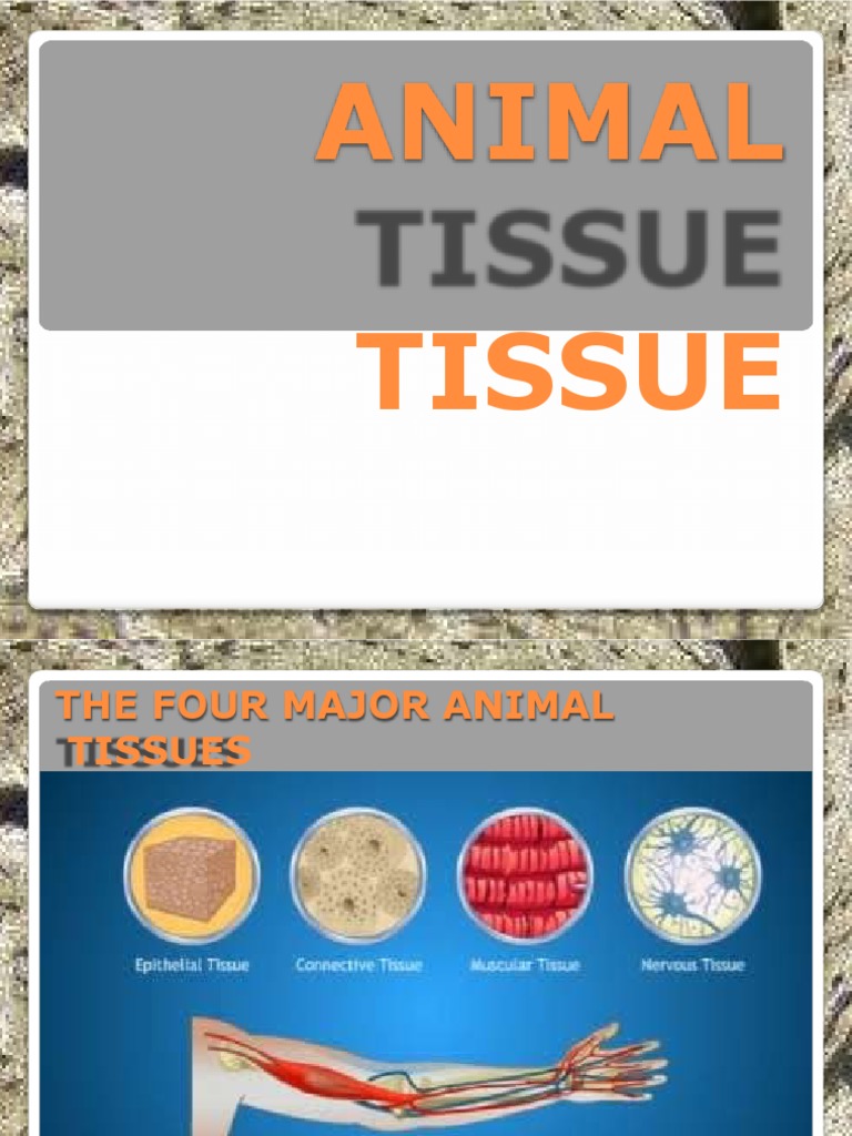 Animal Tissue | PDF | Epithelium | Connective Tissue