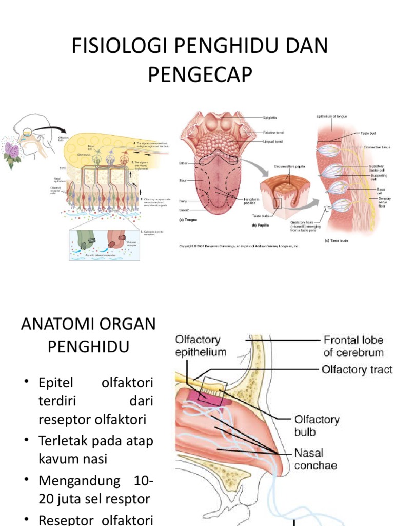 Fisiologi Penghidu Dan Pengecap | PDF