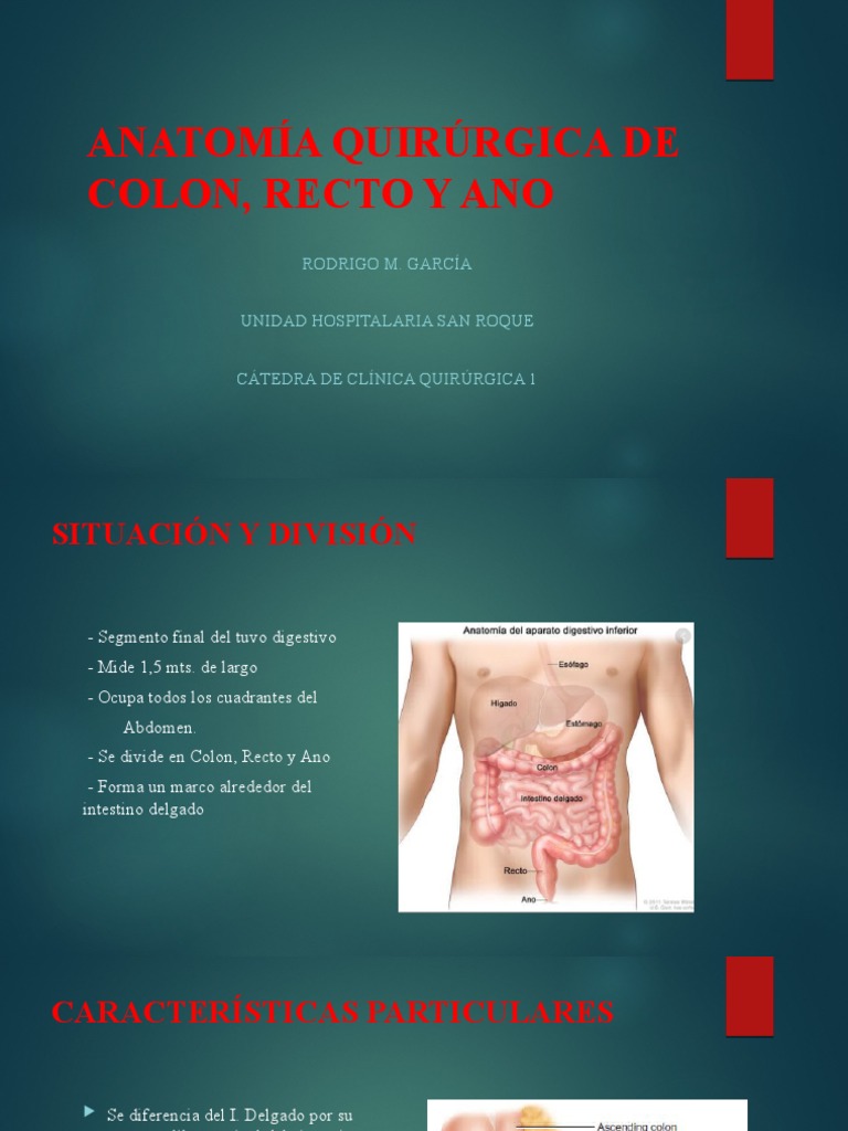 Anatomía Quirúrgica de Colon, Recto y Ano | PDF | Intestino grueso ...