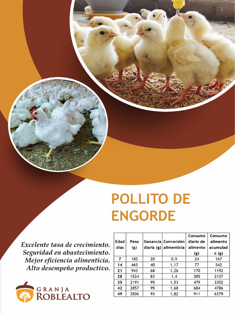 Guia Pollito Engorde | PDF