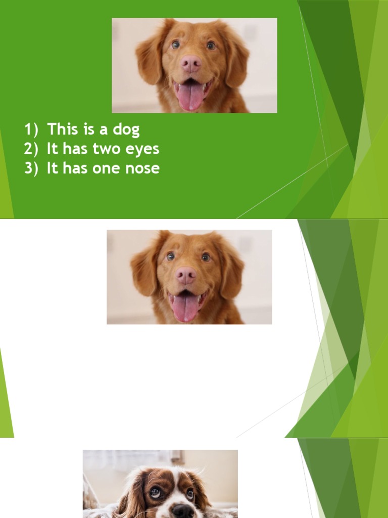 Dog Presentation | PDF