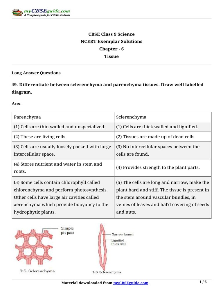 CBSE Class 9 Science NCERT Exemplar Solutions Chapter - 6 Tissue | PDF ...