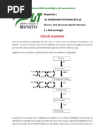 Ciclo de Las Pentosas | PDF | Nicotinamida Adenina Dinucleótido Fosfato | Metabolismo