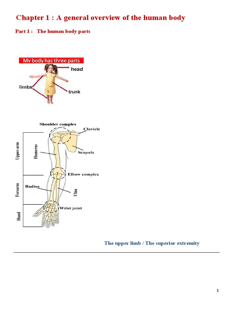Chapter 1: A General Overview of The Human Body | PDF | Anatomical ...