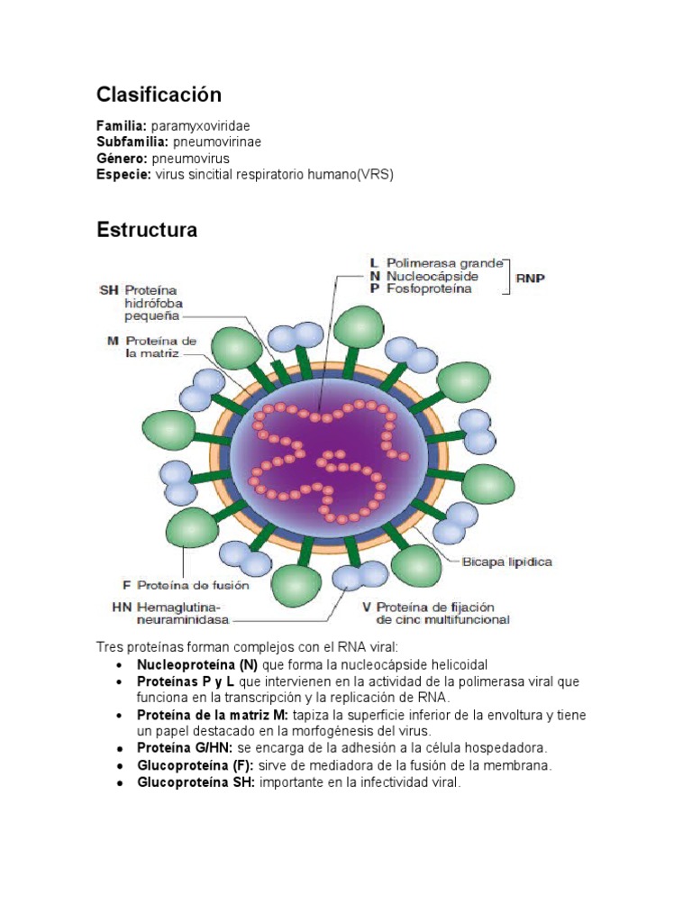 Ciclo Infeccioso | PDF | Virus | Rna