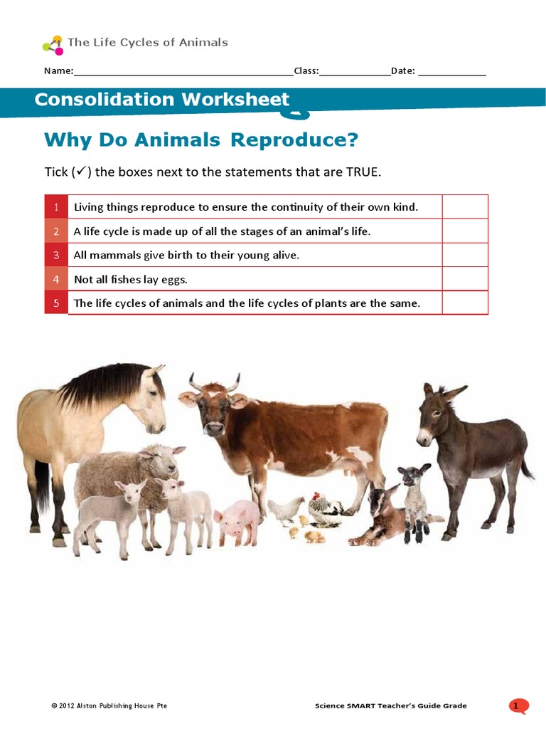 Why Do Animals Reproduce?: Consolidation Worksheet | PDF | Pupa | Insects