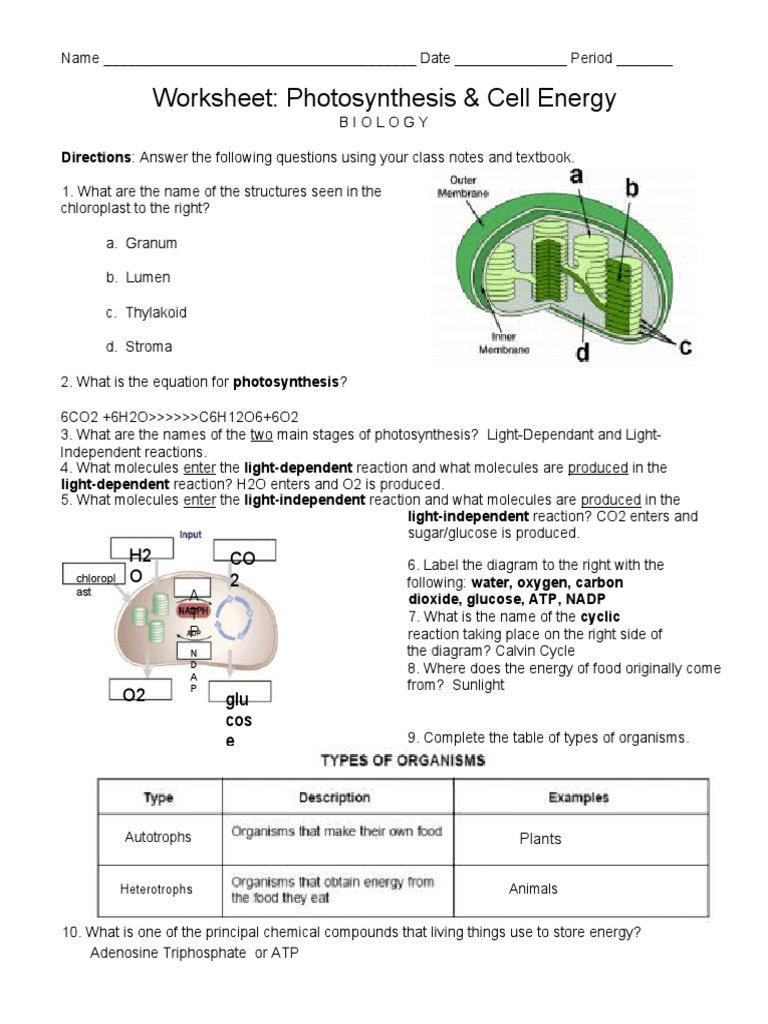 Worksheet: Photosynthesis & Cell Energy: Directions: Answer The ...