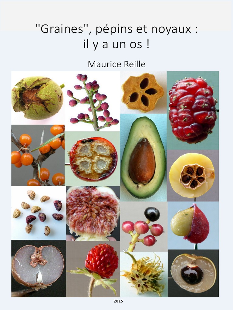 Fruits à noyau et pépins : définitions clés | PDF | Fruit | Framboise