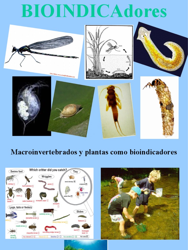 Bioindicadores | PDF | Ciencia y matemáticas