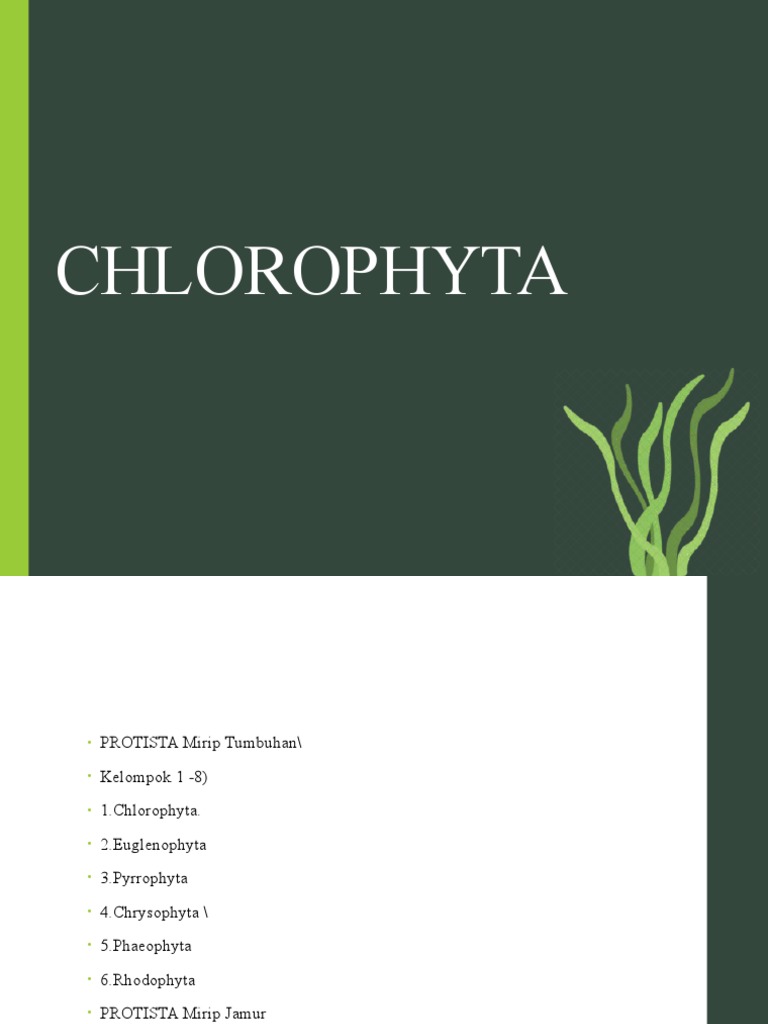 CHLOROPHYTA | PDF