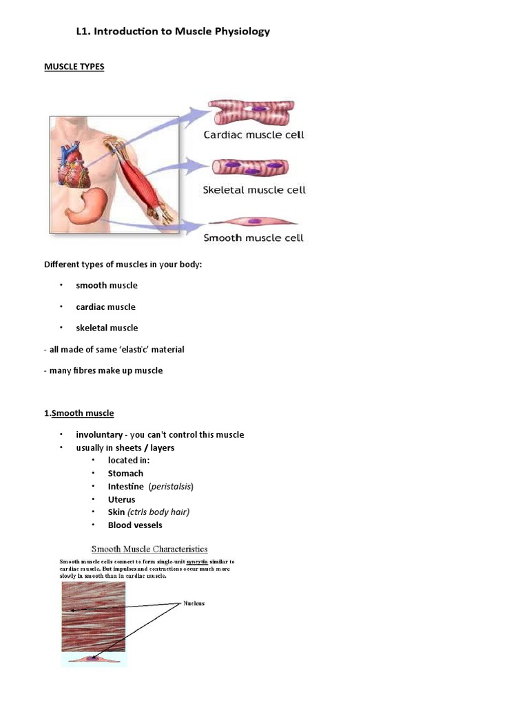 L1. Introduction To Muscle Physiology | PDF | Wellness | Science ...