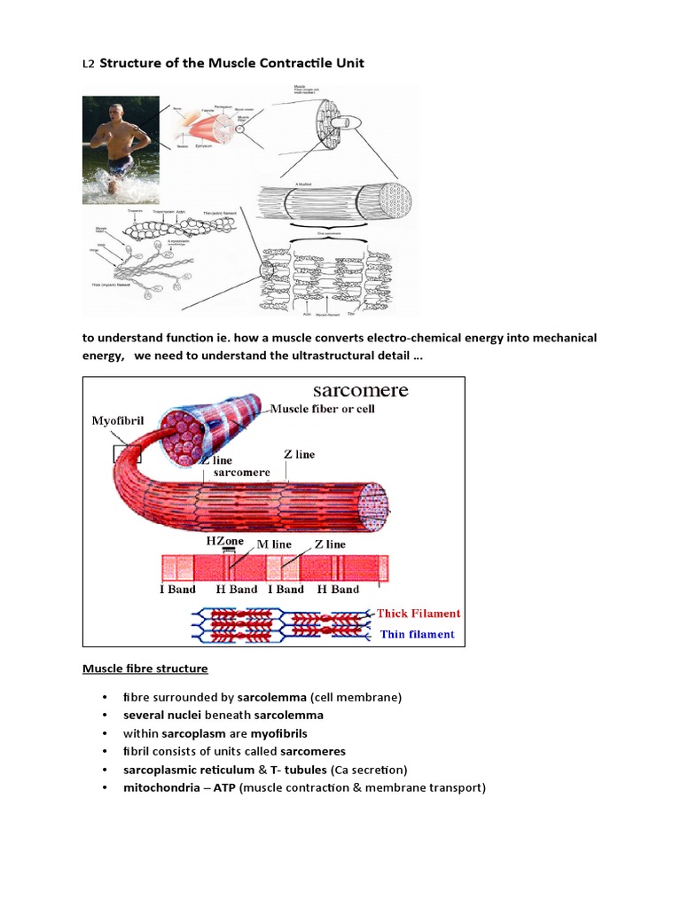 Structure of The Muscle Contractile Unit | PDF