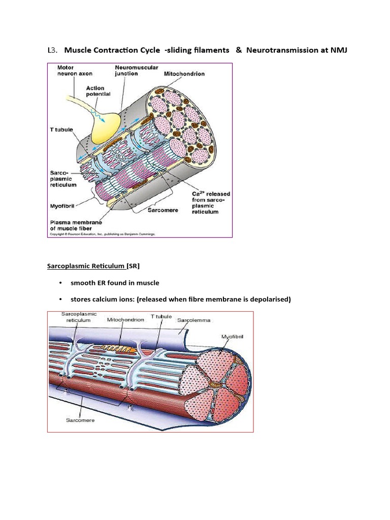 L3.+Muscle Notes.+Contraction+Cycle | PDF | Muscle Contraction | Actin