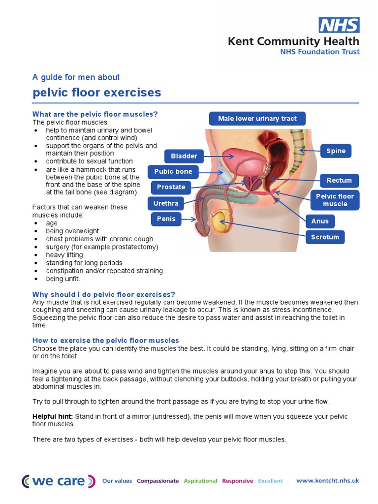 Pelvic Floor Exercises for Men Guide | PDF | Urinary Incontinence | Urology