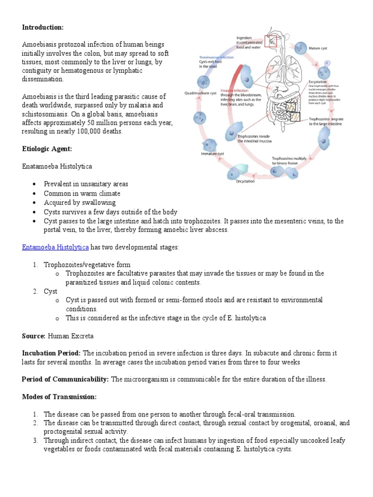 Introduction | PDF | Gastrointestinal Tract | Digestion