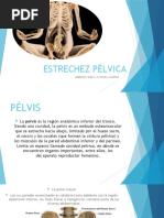 Tipos de pelvis: verdadera y falsa | PDF