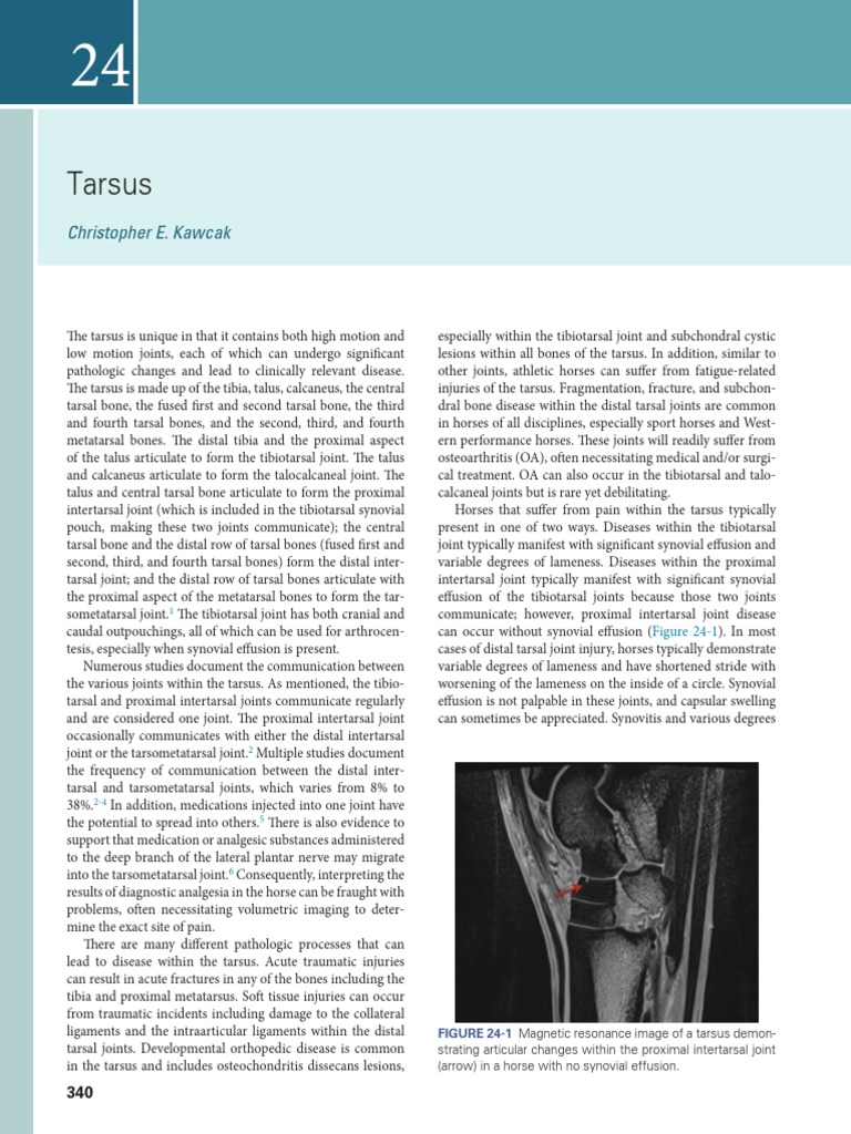 Tarsus: Christopher E. Kawcak | PDF | Medical Imaging | Skeletal System