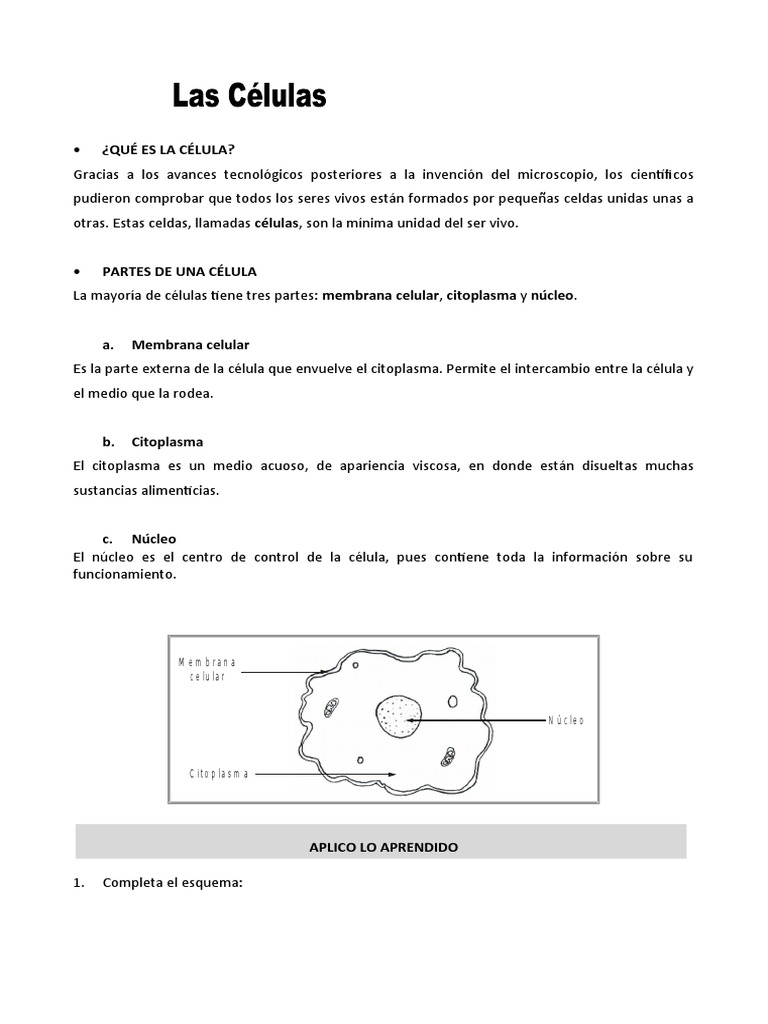 Ficha Las Celulas para Quinto de Primaria | PDF | Citoplasma | Retículo endoplásmico