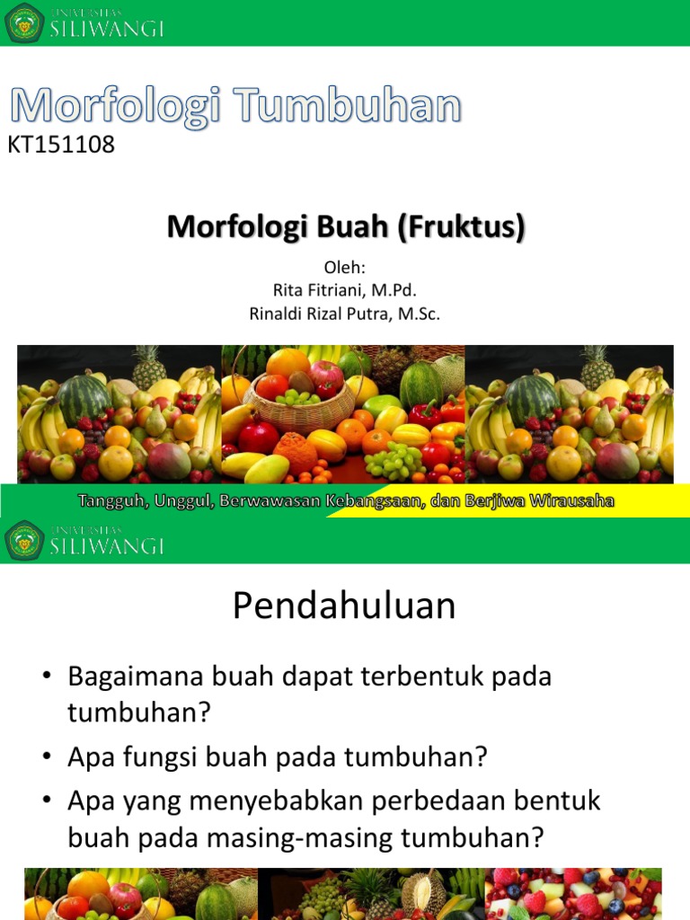 Morfologi Buah PDF | PDF