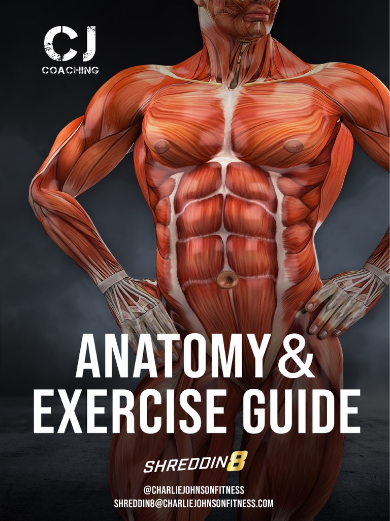 Shreddin8 Muscle Anatomy | PDF | Limbs (Anatomy) | Human Anatomy