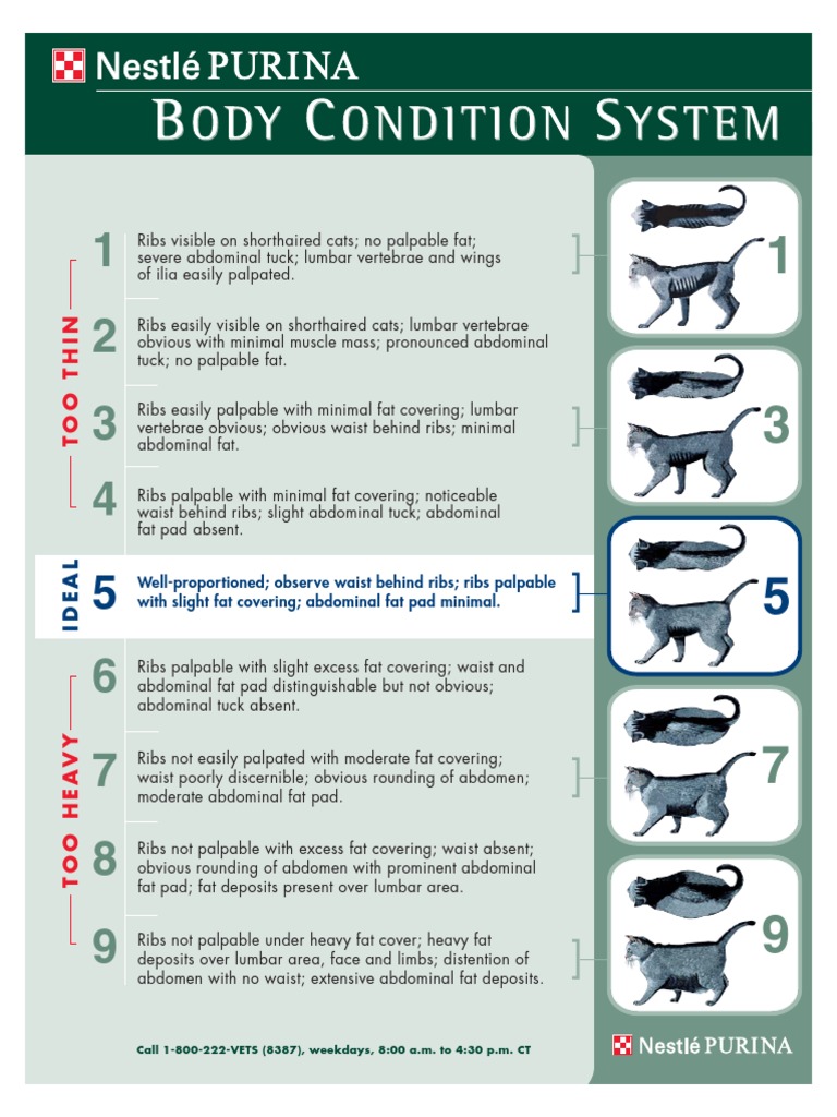Feline Body Condition Scoring Guide | PDF | Abdomen | Vertebra