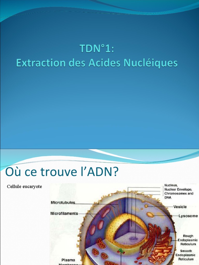 TD N - 01 - Extraction Des Acides Nucléiques | PDF | ADN | Acide nucléique