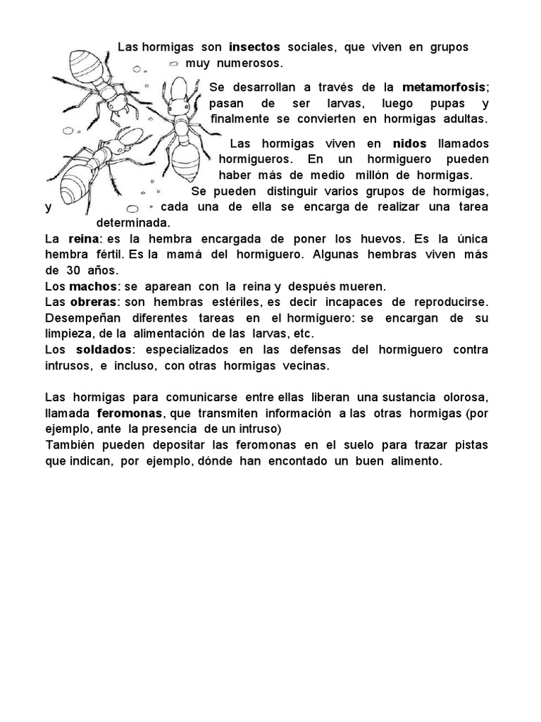Las Hormigas Son Insectos Sociales | PDF