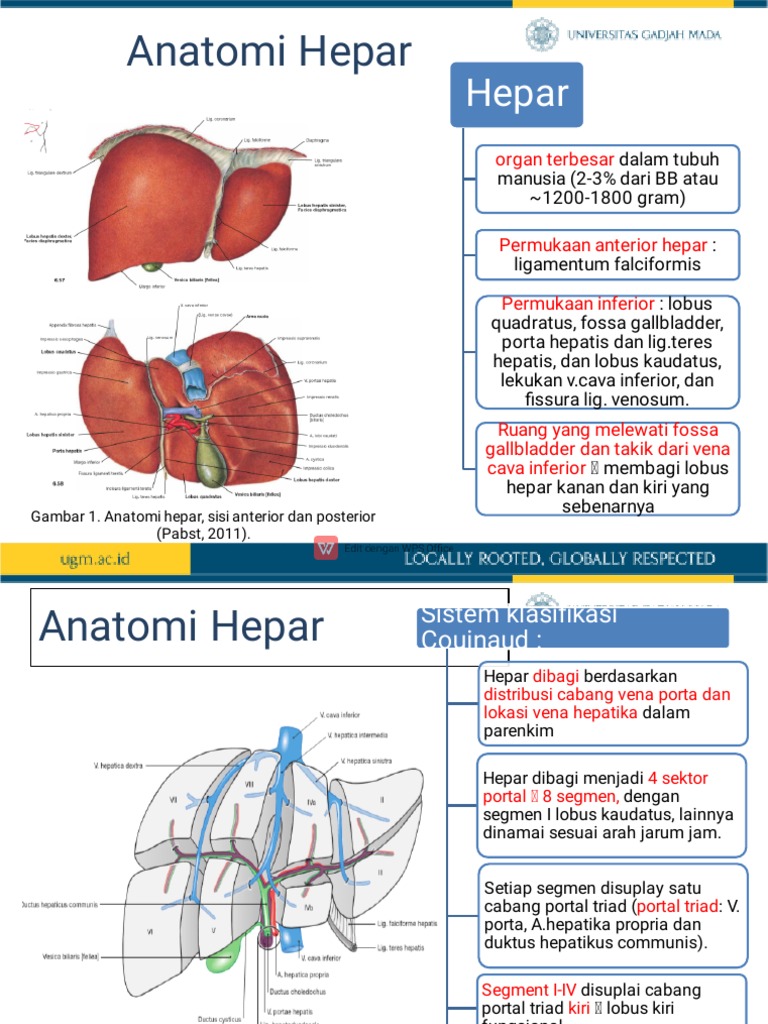 Anatomi dan Segmen Hepar Manusia | PDF