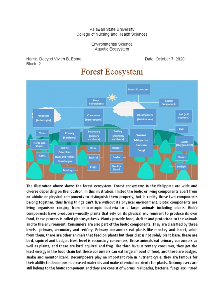 Forest Ecosystem | PDF | Ecosystem | Food Web