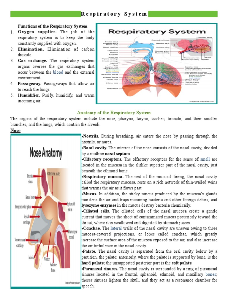 Respi & Cardio | PDF | Heart Valve | Respiratory Tract