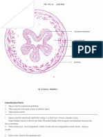 Histology - OSPE File - Reproductive Block | PDF | Epithelium | Ovary
