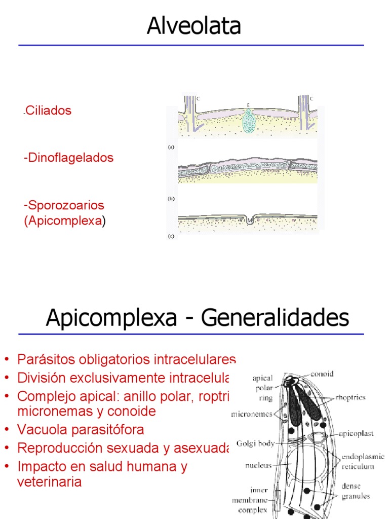 04 Apicomplexa | PDF | Cell Biology | Parasitology