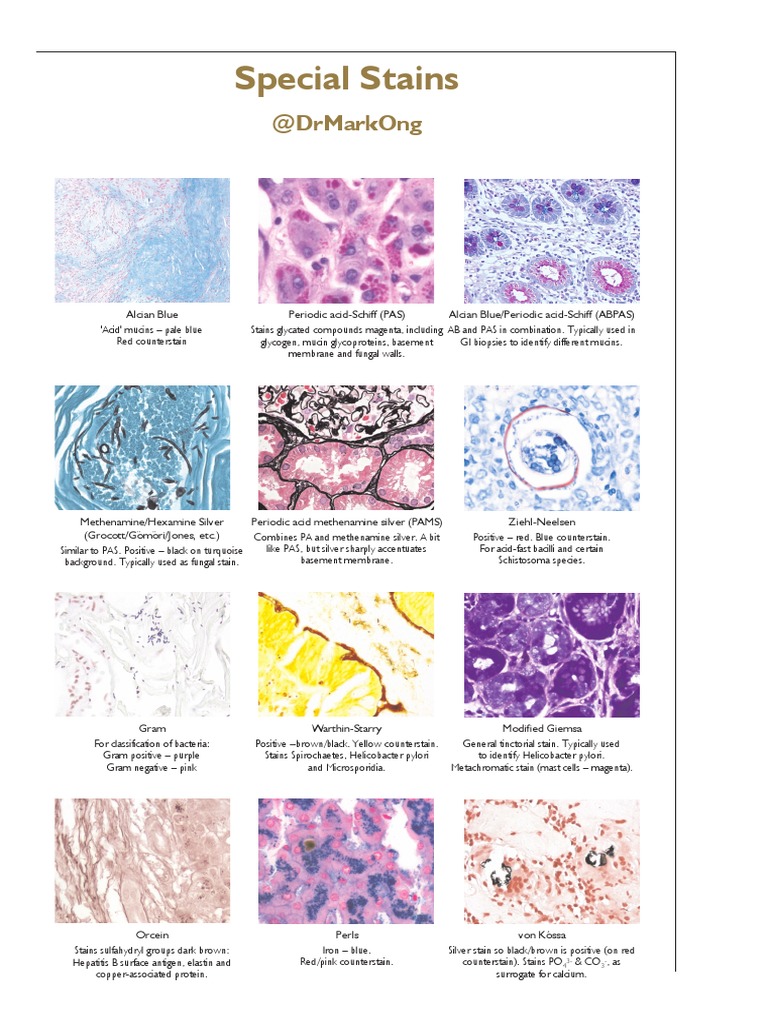 Special Stains | PDF | Staining | Histopathology