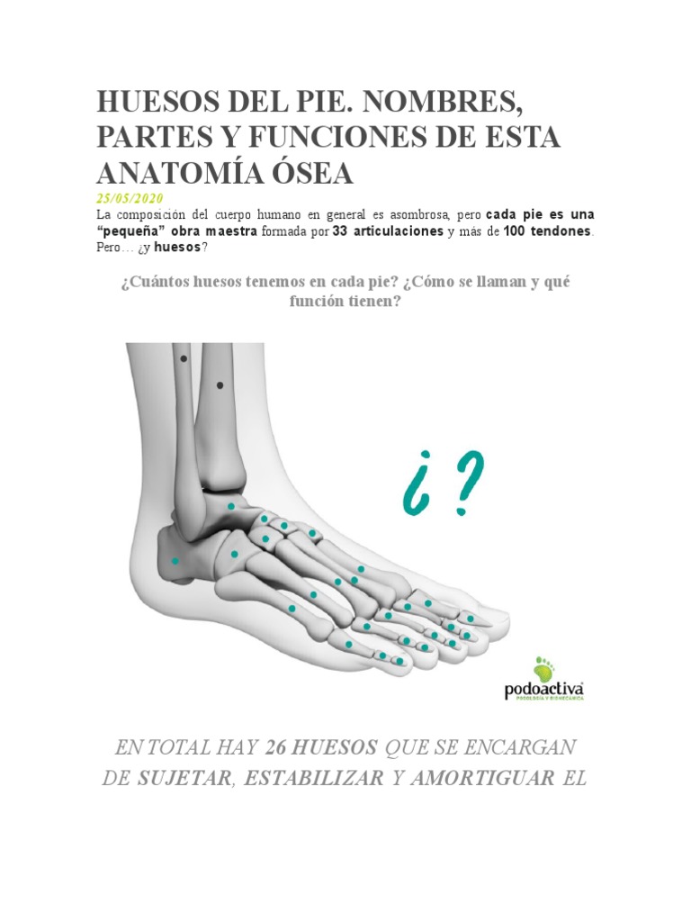 Huesos Del Pie | PDF | Pie | Anatomía